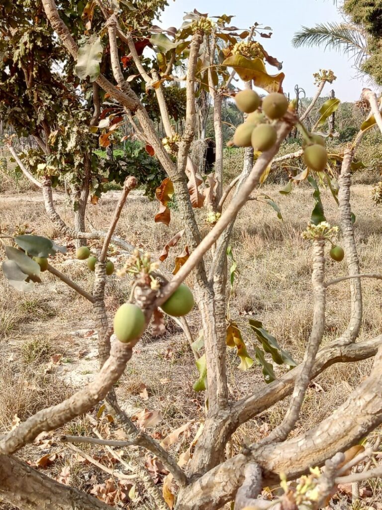 Nigeria’s largest processor and refiner of crude Soya Oil